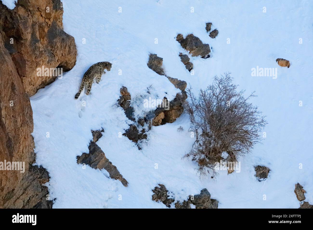 Snow leopard (Panthera uncia) male walking on a cliff ledge at dusk in ...