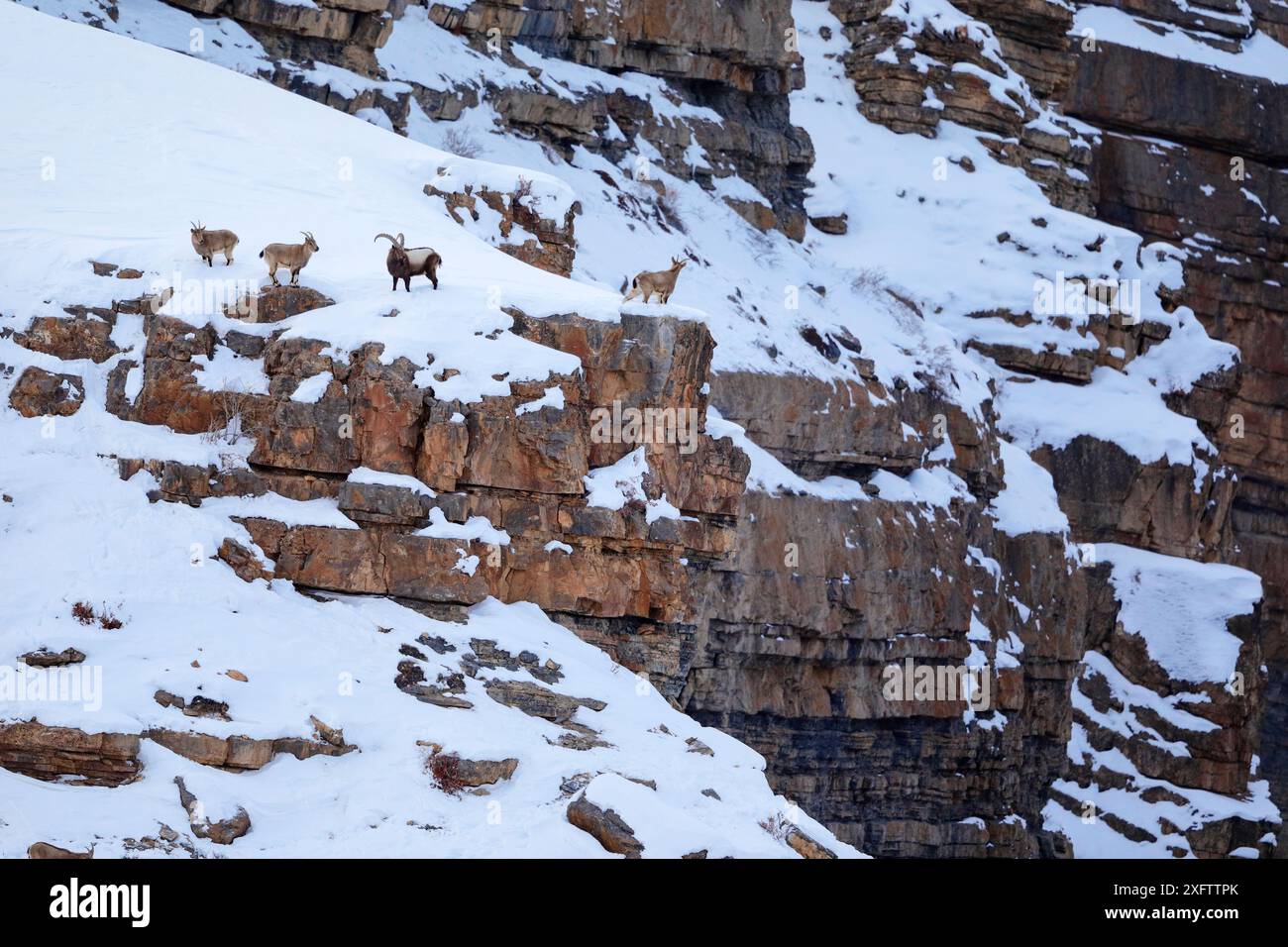 Himalayan ibex (Capra sibirica) on the snow in a canyon cliff ledge ...