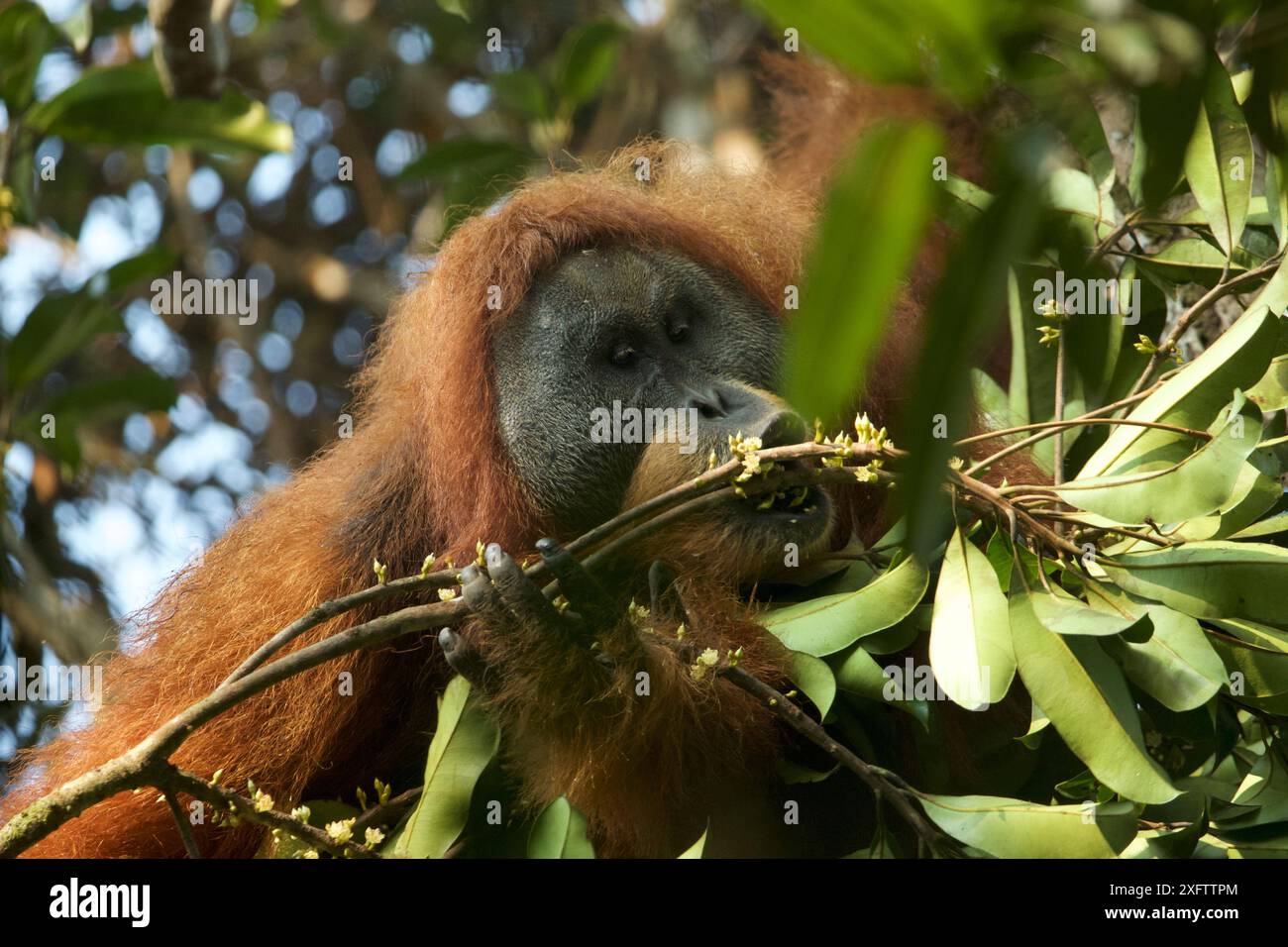 Sumatran orangutan eating plants hi-res stock photography and images ...