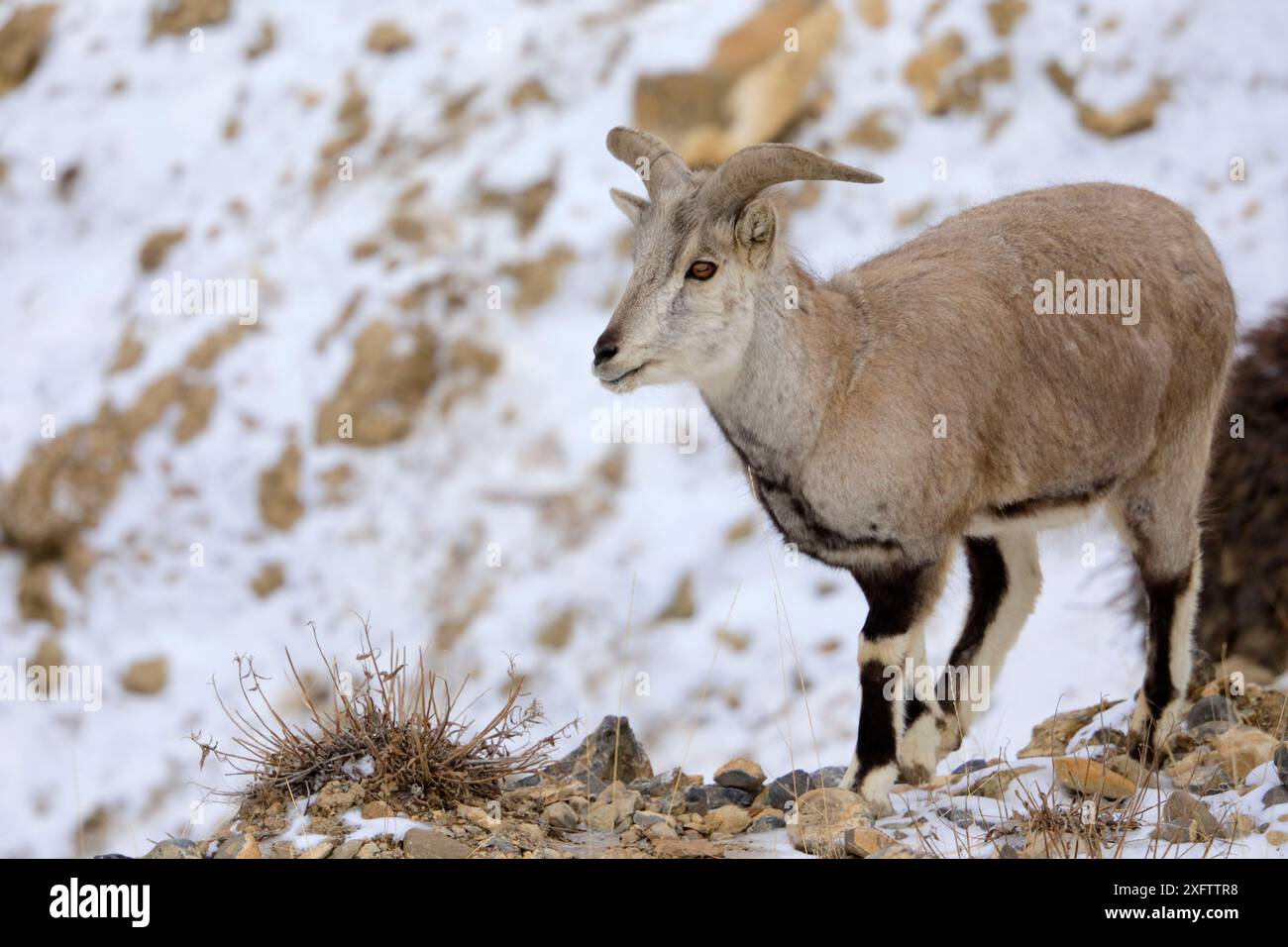 Blue Sheep or Bharal (Pseudois nayaur) male eating grass in the snow ...