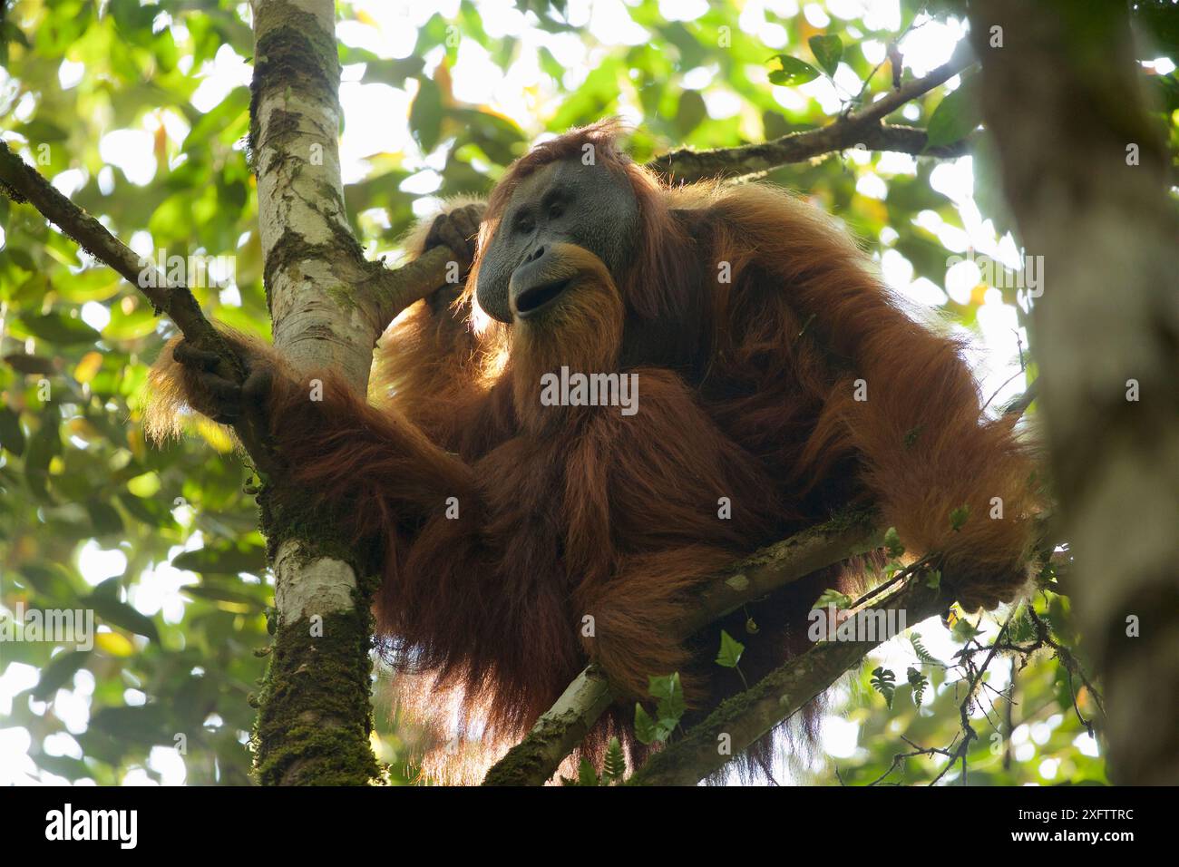 Tapanuli orangutan (Pongo tapanuliensis) Togus, adult flanged male ...