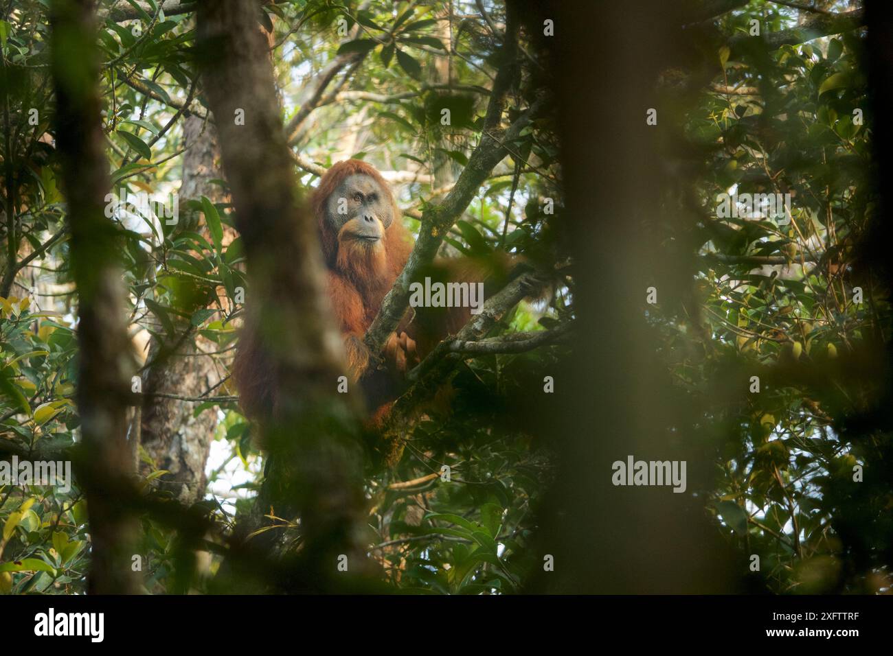 Tapanuli orangutan (Pongo tapanuliensis) Togus, adult flanged male ...