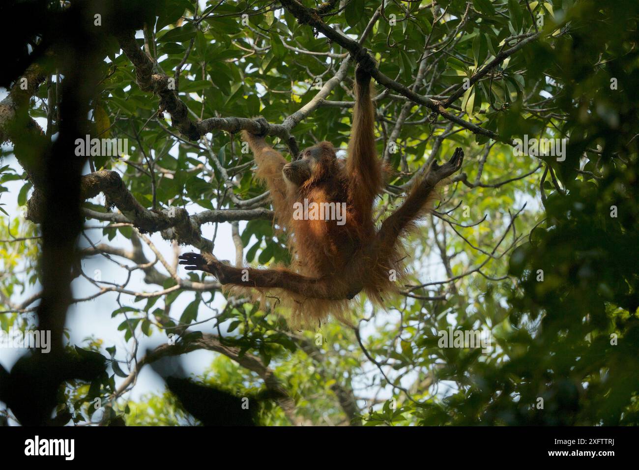 Tapanuli Orangutan (Pongo tapanuliensis) Beta, adult female, mother of ...