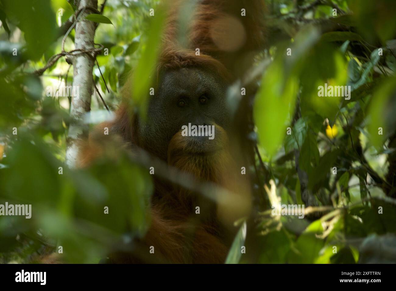 Tapanuli orangutan (Pongo tapanuliensis) Togus, adult flanged male ...