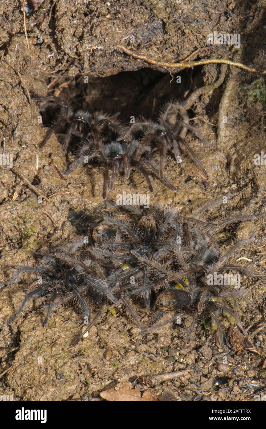 Peruvian Tarantula (Pamphobeteus sp.) young communally feeding on a ...