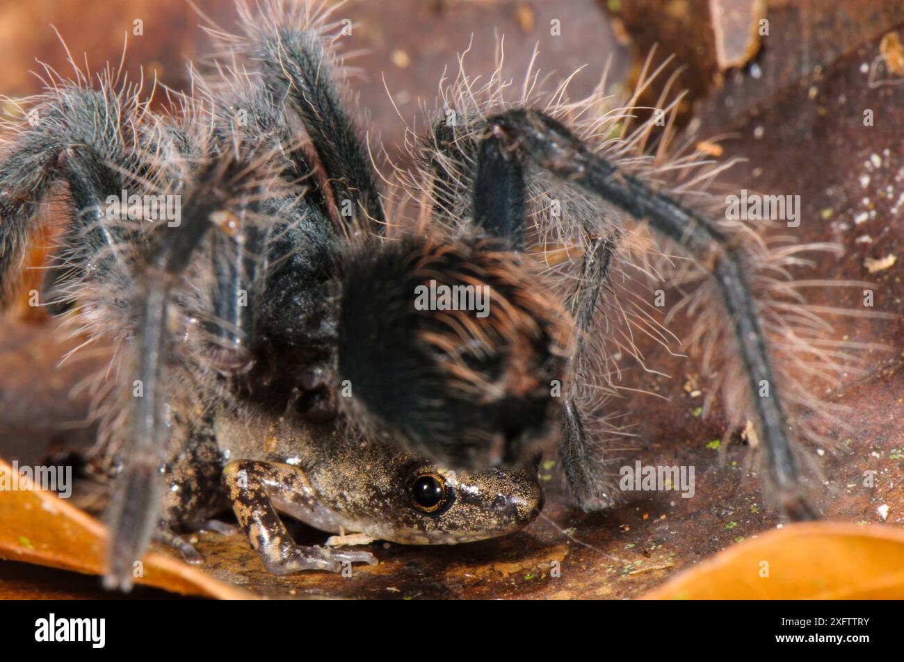 Peruvian Tarantula (Pamphobeteus sp.) young and Humming Frog ...