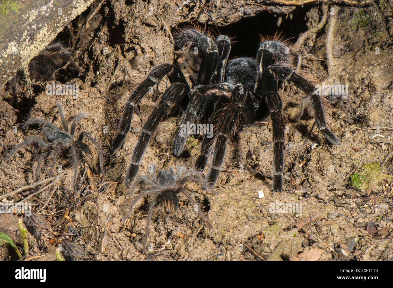 Peruvian Tarantula (Pamphobeteus sp.) adult and young emerging from ...