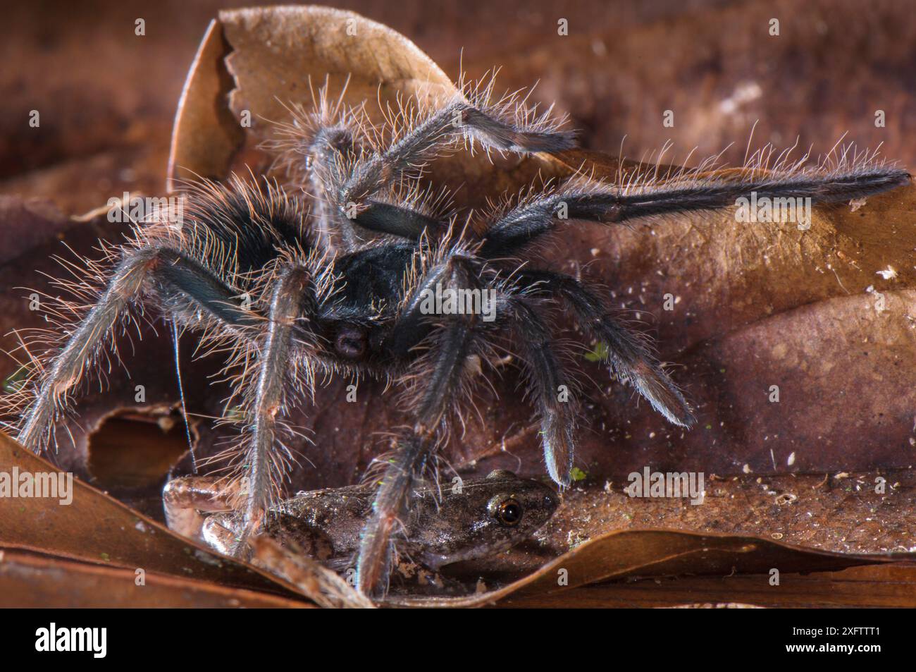 Peruvian Tarantula (Pamphobeteus sp.) young and Humming Frog ...