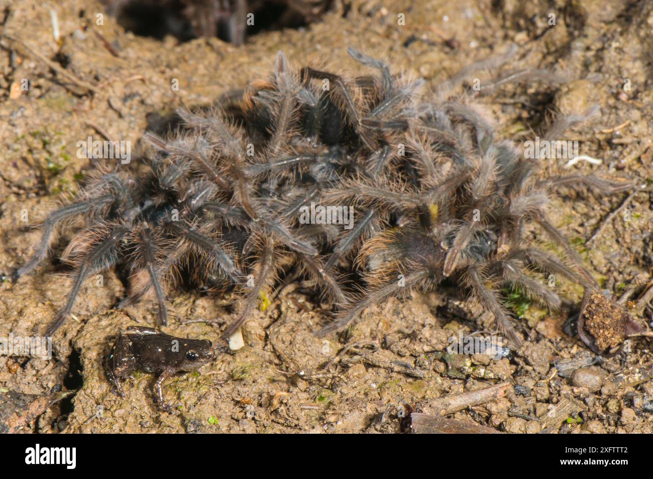 Peruvian Tarantula (Pamphobeteus sp.) young commonully feeding on a ...