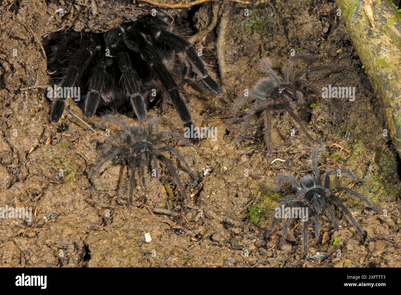 Peruvian Tarantula (Pamphobeteus sp.) adult and young emerging from ...