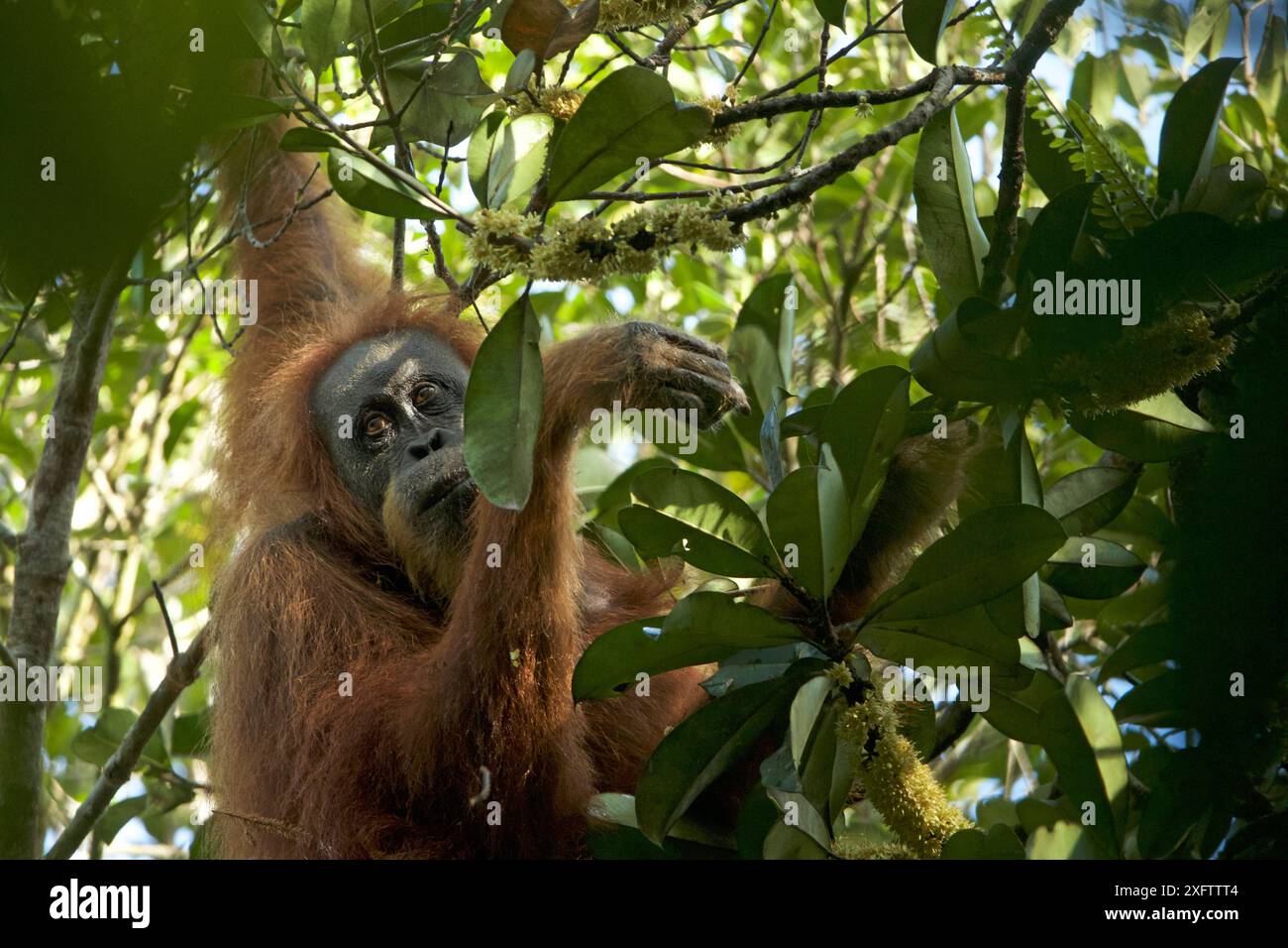 Tapanuli Orangutan (Pongo tapanuliensis) Inda, adult female, Batang ...