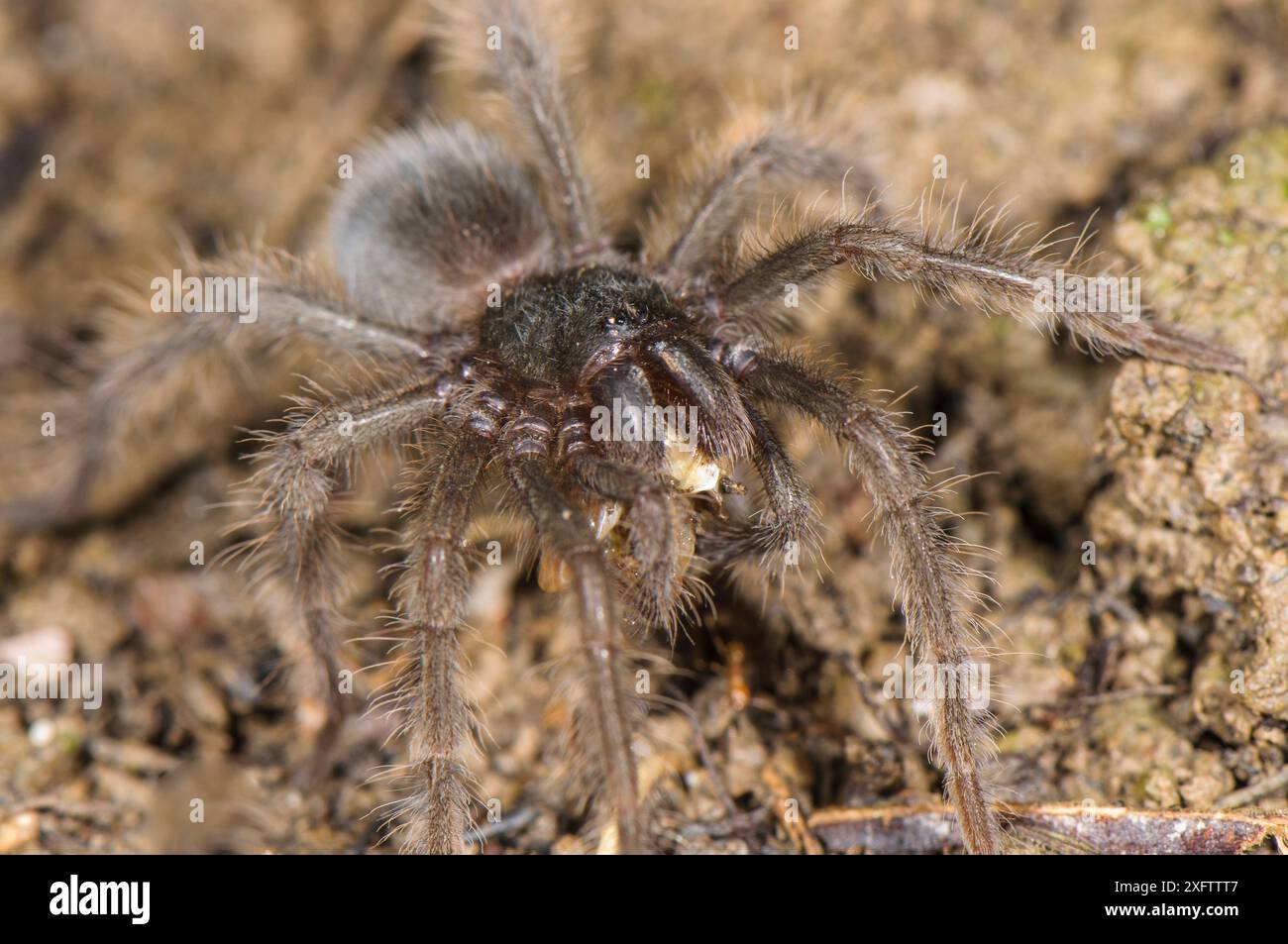 Peruvian Tarantula (Pamphobeteus sp.). young feeding on a cockroach ...