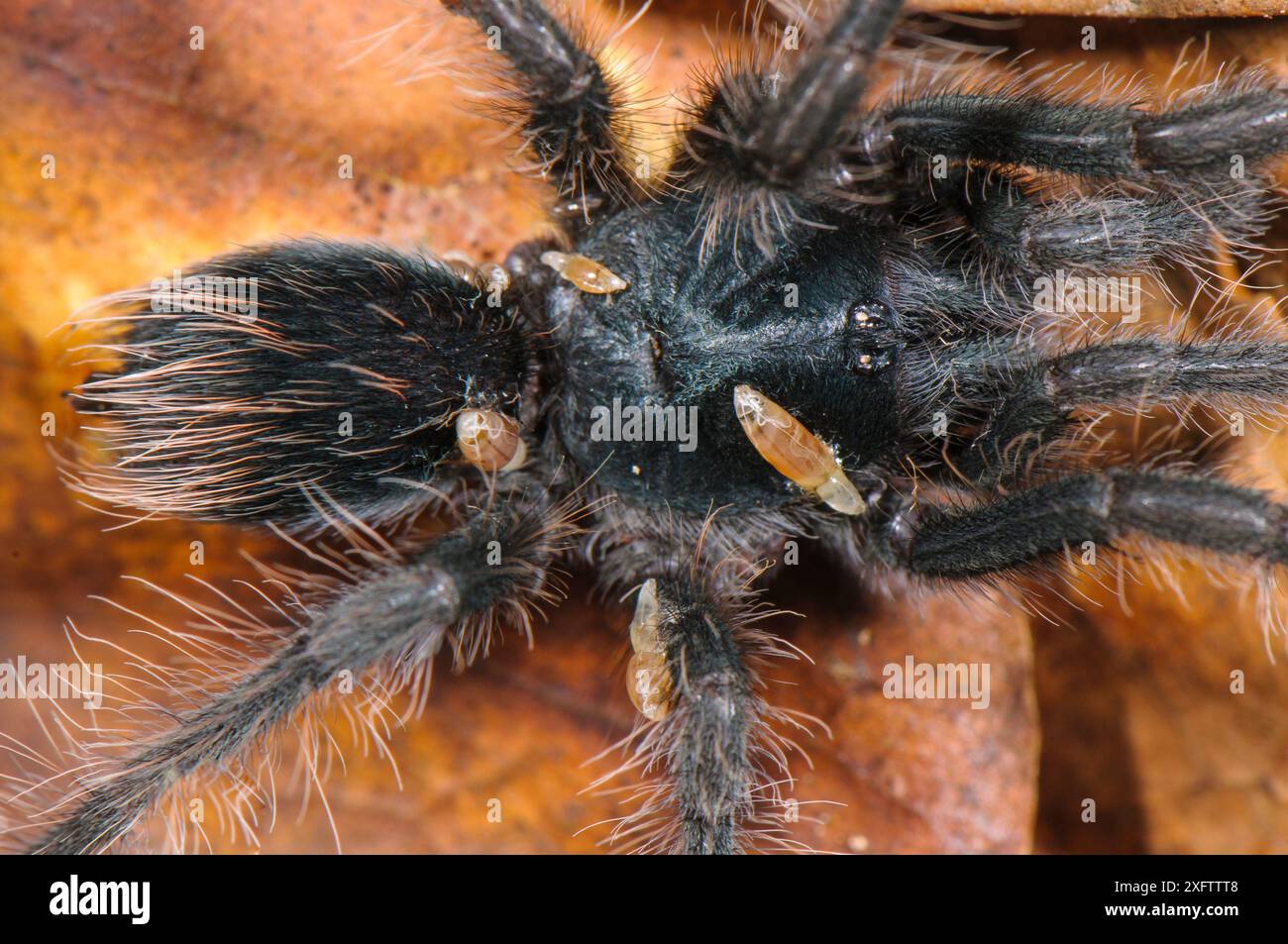 Peruvian Tarantula (Pamphobeteus sp.), young individual parasitized by ...