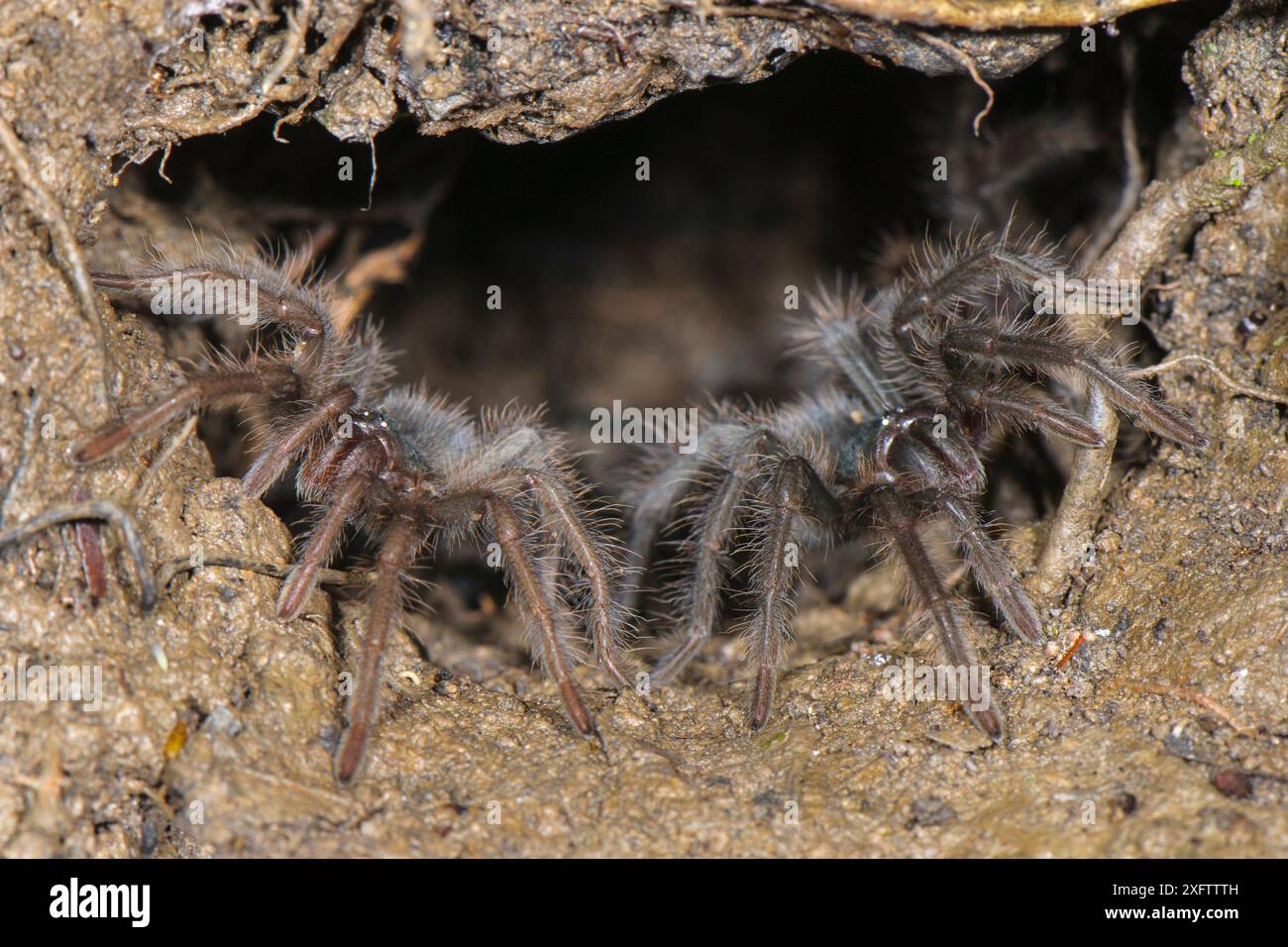 Peruvian Tarantula (Pamphobeteus sp.) young emerging from their ...