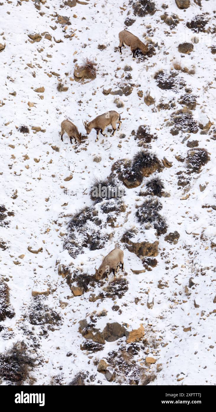 Himalayan ibex (Capra sibirica) females and young in Spiti valley, Cold ...
