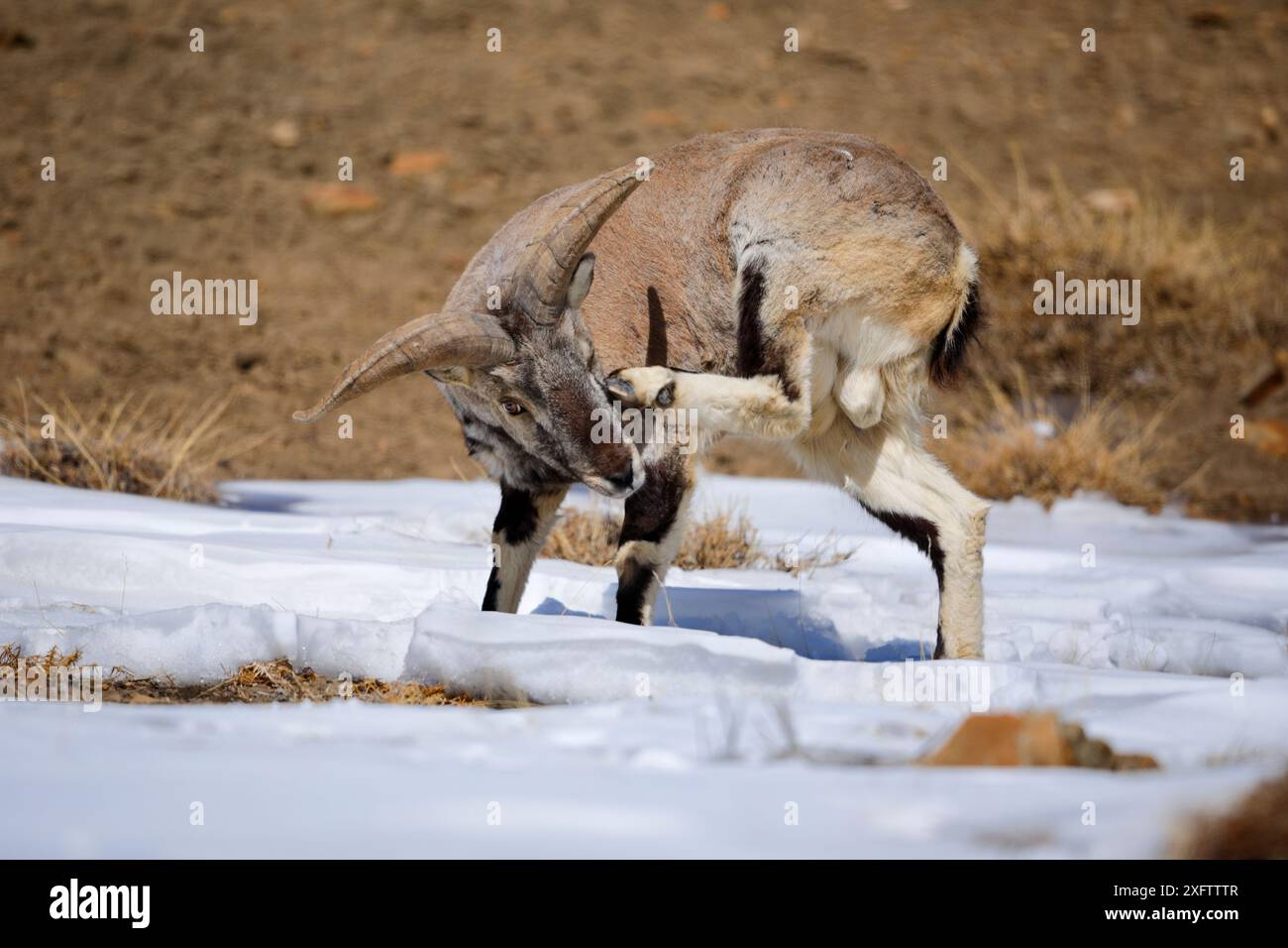 Blue Sheep or Bharal (Pseudois nayaur) male animal scratching at 4,450 ...