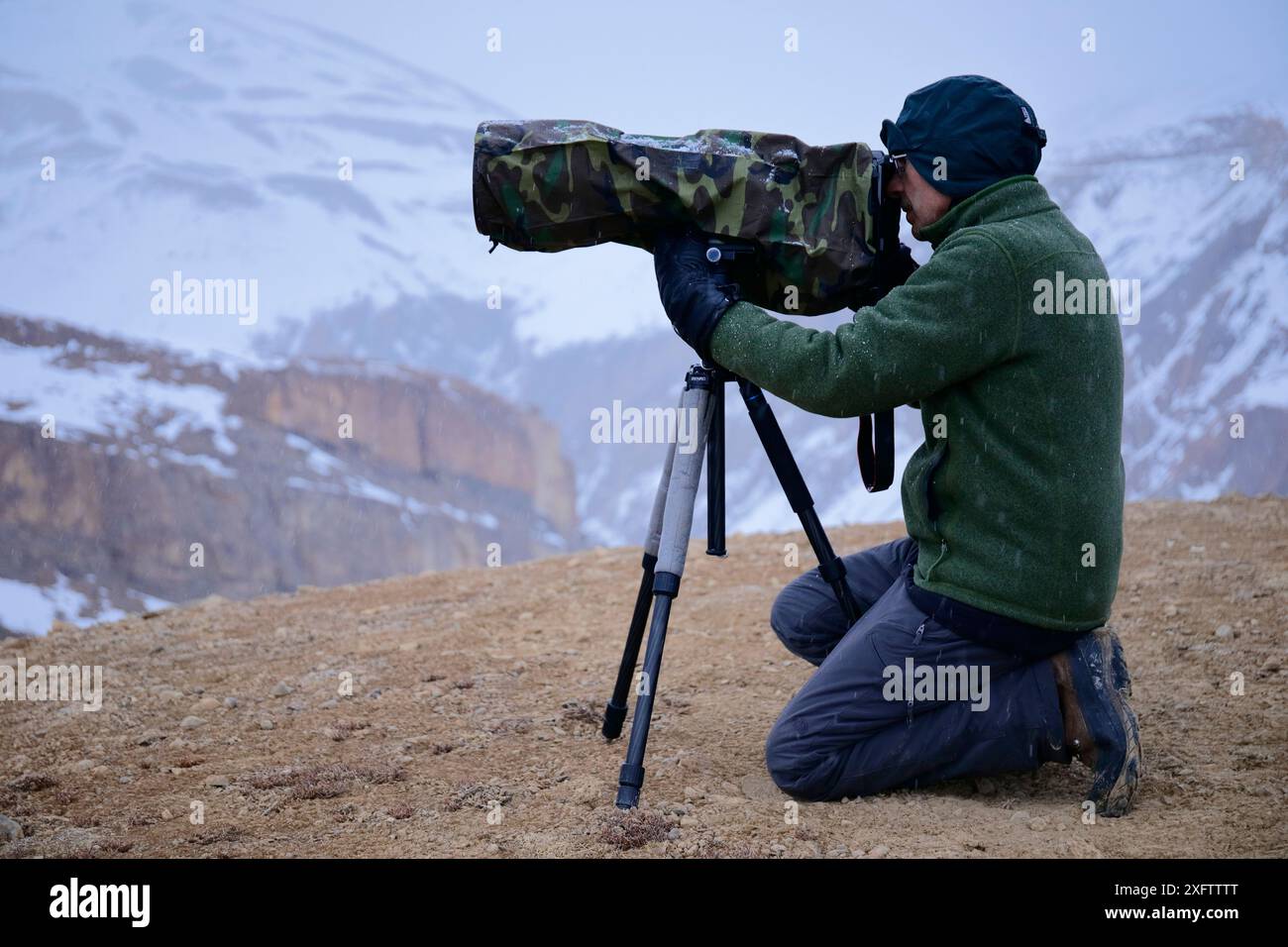 Photographer Oriol Alamany photographing Snow leopard (Panthera uncia ...