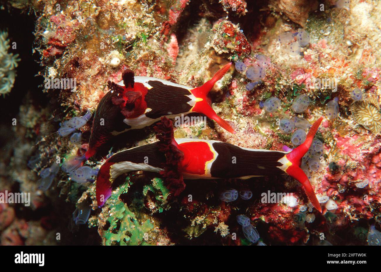 nudibranch, Neon slug, Nembrotha sp., Philippines, Bohol Sea, Pacific ...