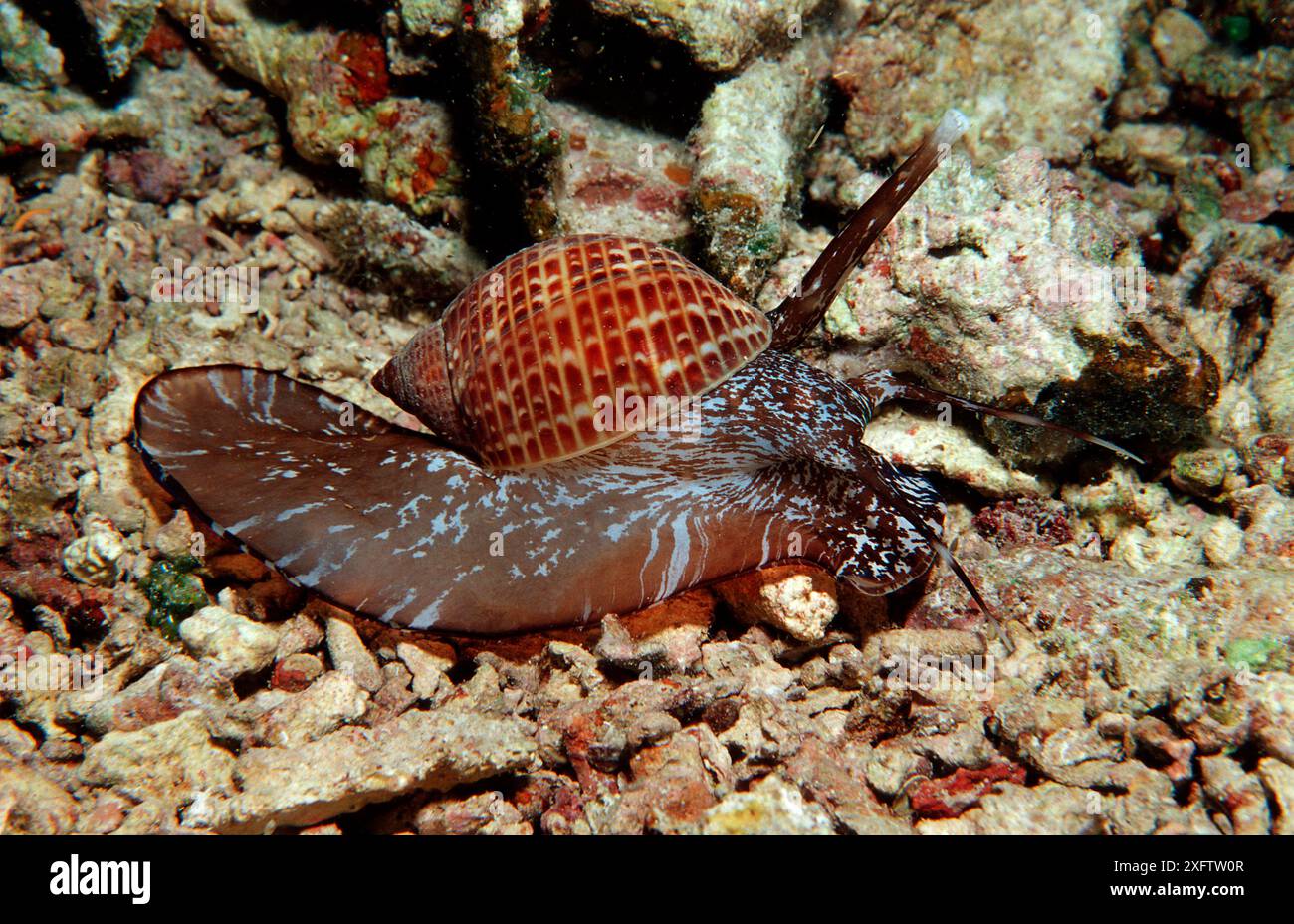 Poisonous shell hi-res stock photography and images - Alamy