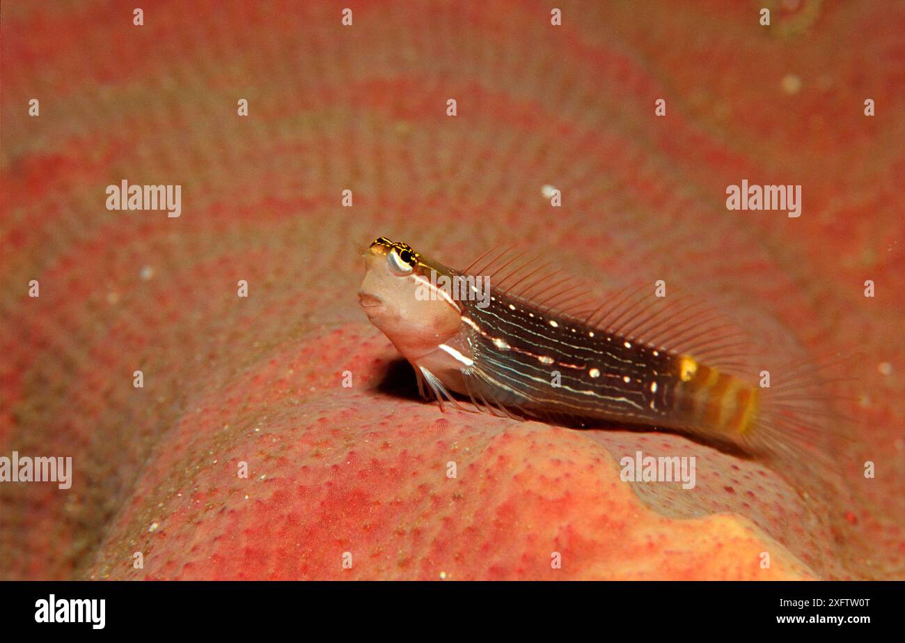 Pictus blenny, Ecsenius pictus, Philippines, Bohol Sea, Pacific Ocean ...