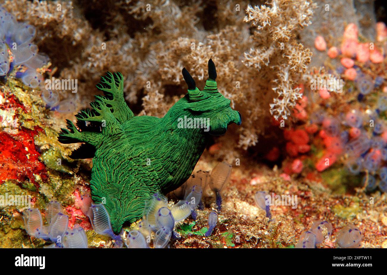 nudibranch, Neon slug, Tambja sp., Philippines, Bohol Sea, Pacific ...