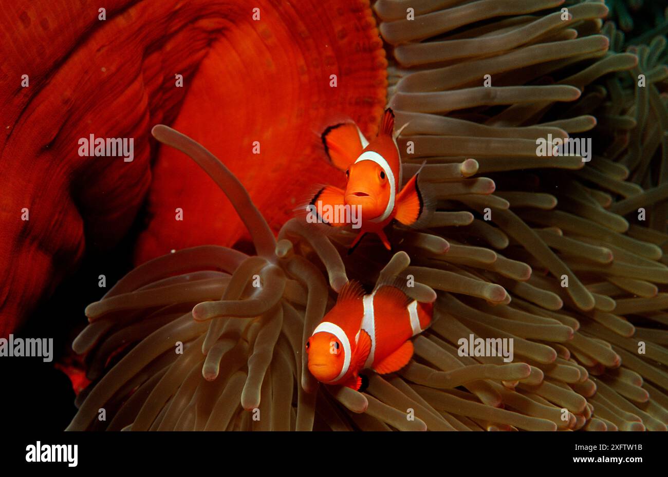 Two Clown anemonefish, Clownfish, Amphiprion ocellaris, Philippines ...