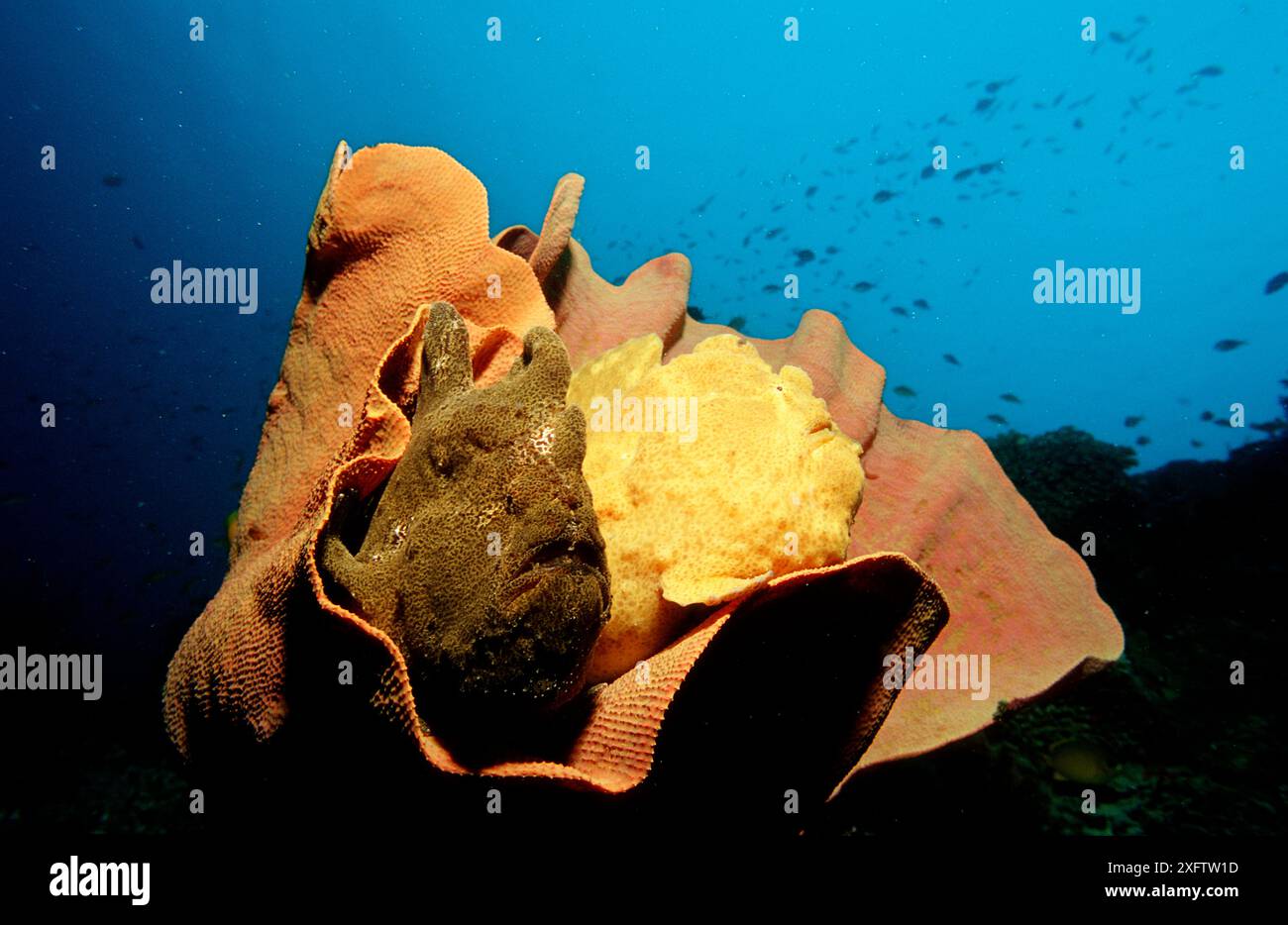 Two Giant frogfishes on elephant sponge, Antennarius commersonii ...