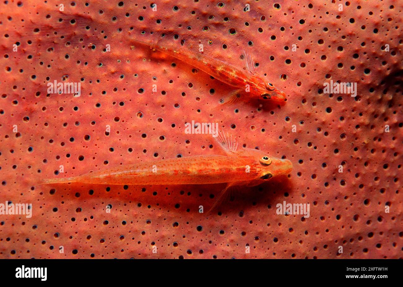 A pair Common ghost goby, Pleurosicya mossambica, Philippines, Bohol ...