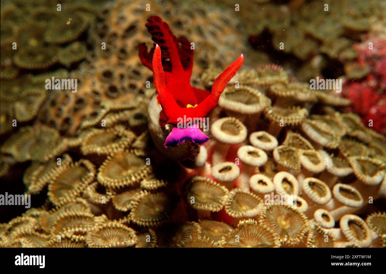 nudibranch, Neon slug, Nembrotha sp., Philippines, Bohol Sea, Pacific ...