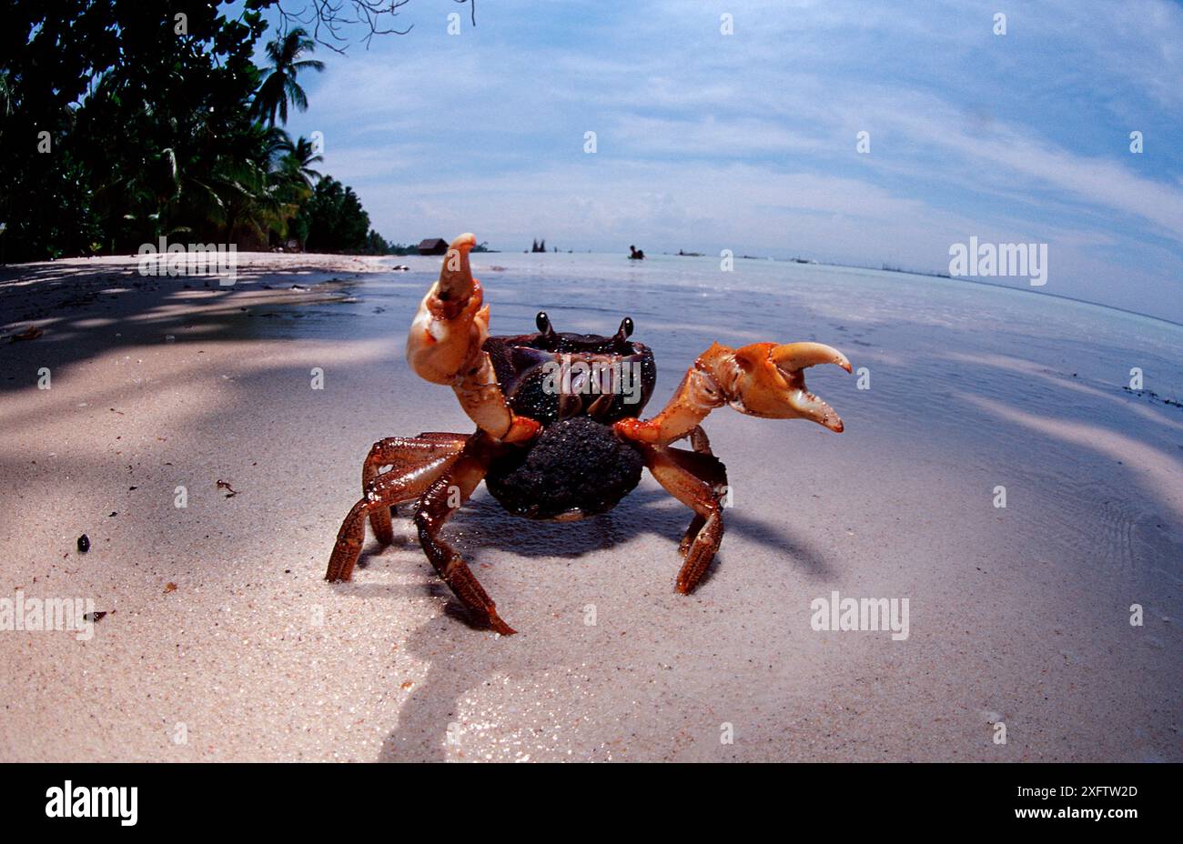 Sparring female crab with eggs, Gecarcinidae, Philippines, Bohol Sea ...