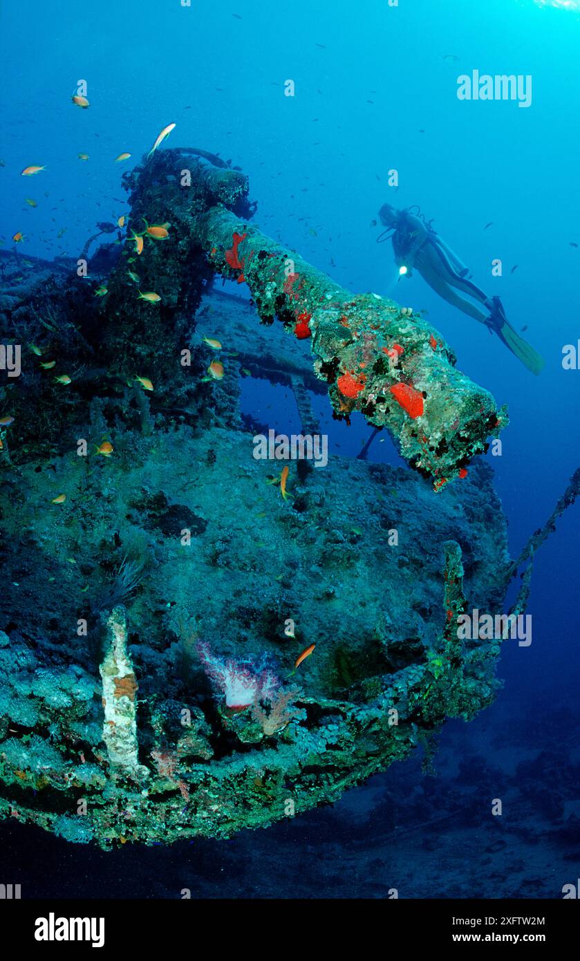 Scuba diver and ship wreck Thistlegorm, Egypt, Red Sea, Sinai Stock ...
