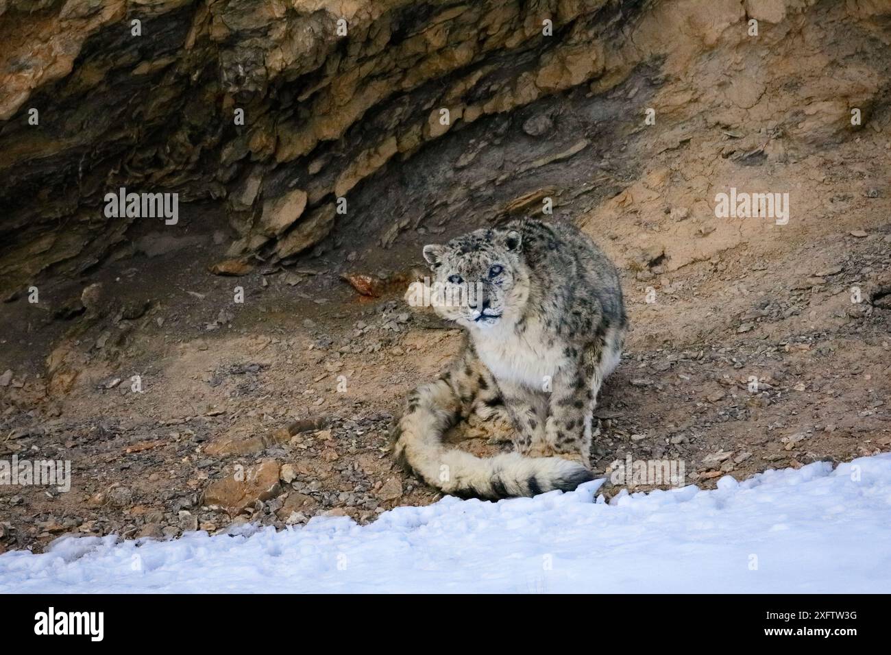Snow leopard (Panthera uncia) old male on a cliff ledge in Spiti valley ...