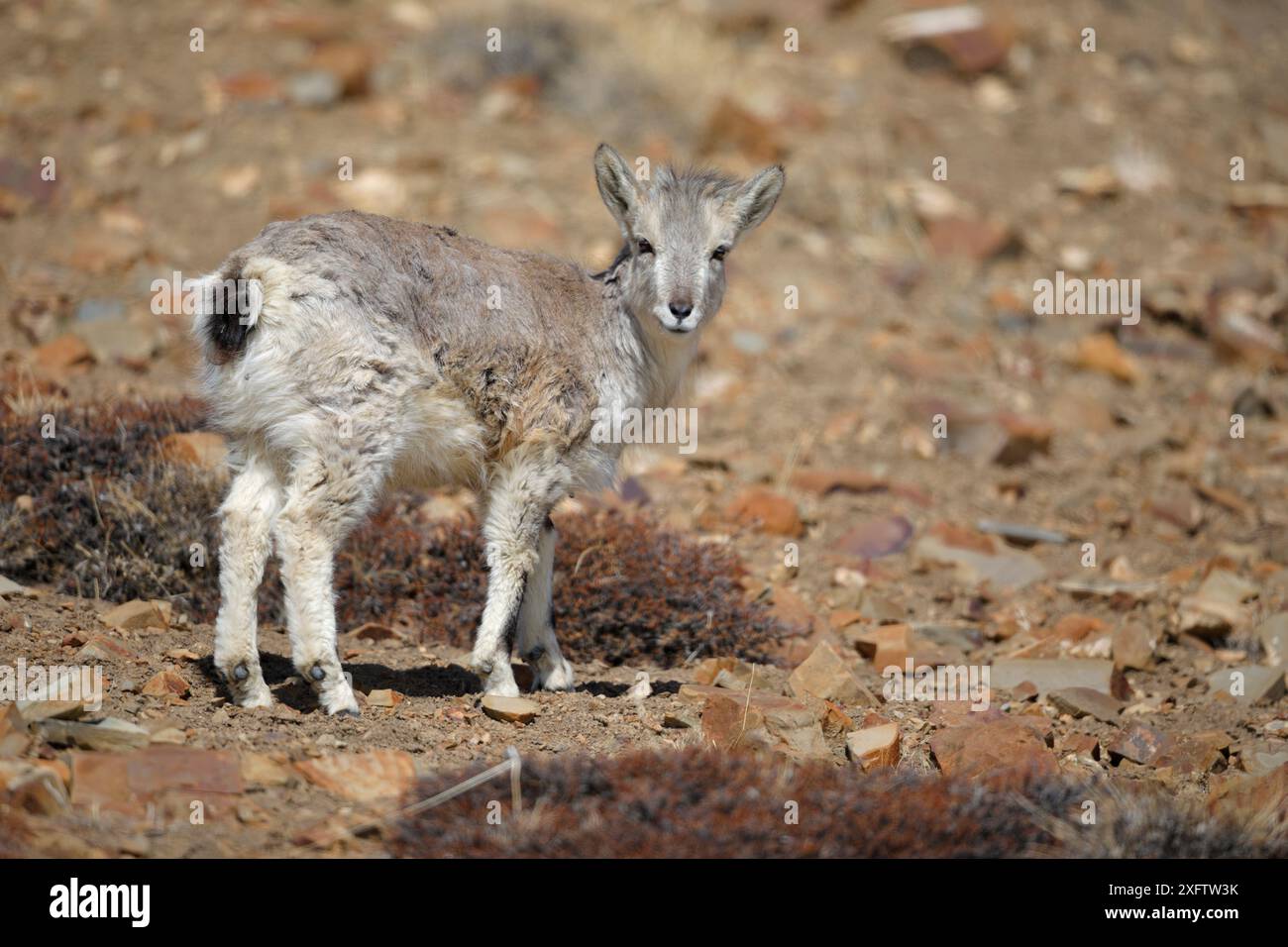 Blue Sheep or Bharal (Pseudois nayaur) calf at 4,450 m in Spiti valley ...
