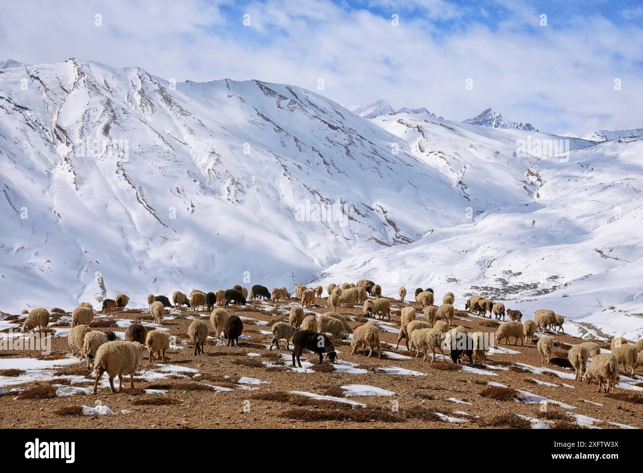 Sheep (Ovis aries) and Goat (Capra hircus) herd grazing over Kibber ...