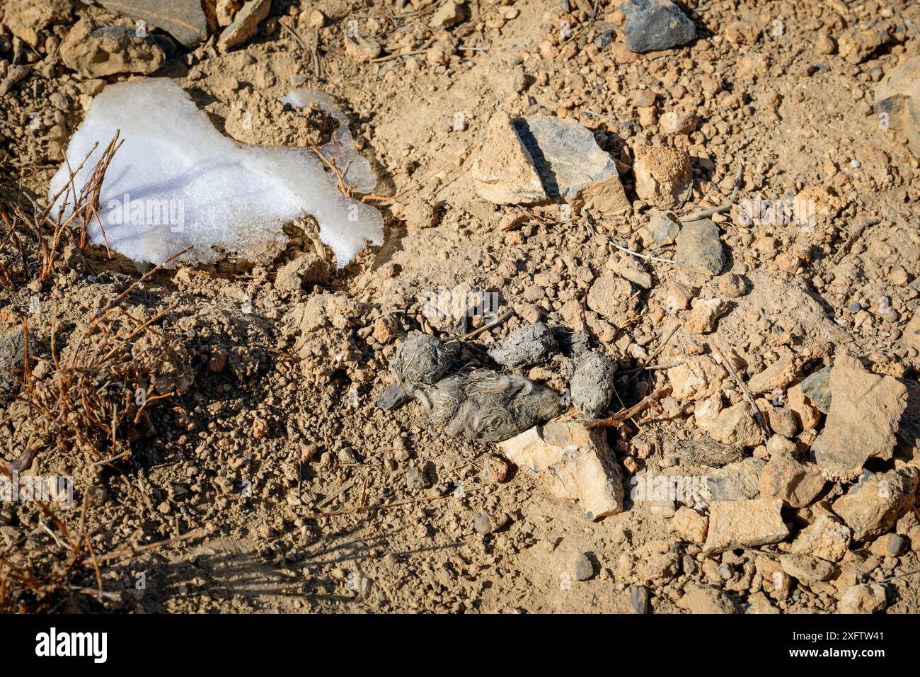 Snow leopard (Panthera uncia) scat in Spiti valley, Cold Desert ...