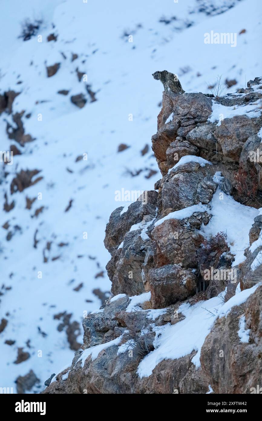 Snow leopard (Panthera uncia) old male at dusk looking from a cliff ...