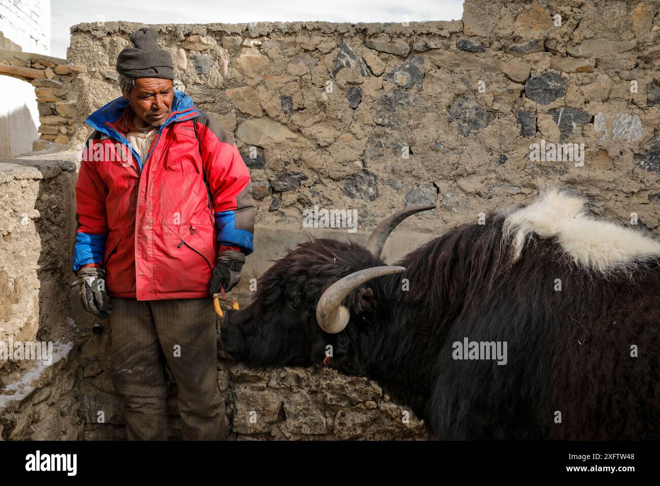 Kibber villager with a domestic Yak (Bos grunniens), Spiti valley, Cold ...