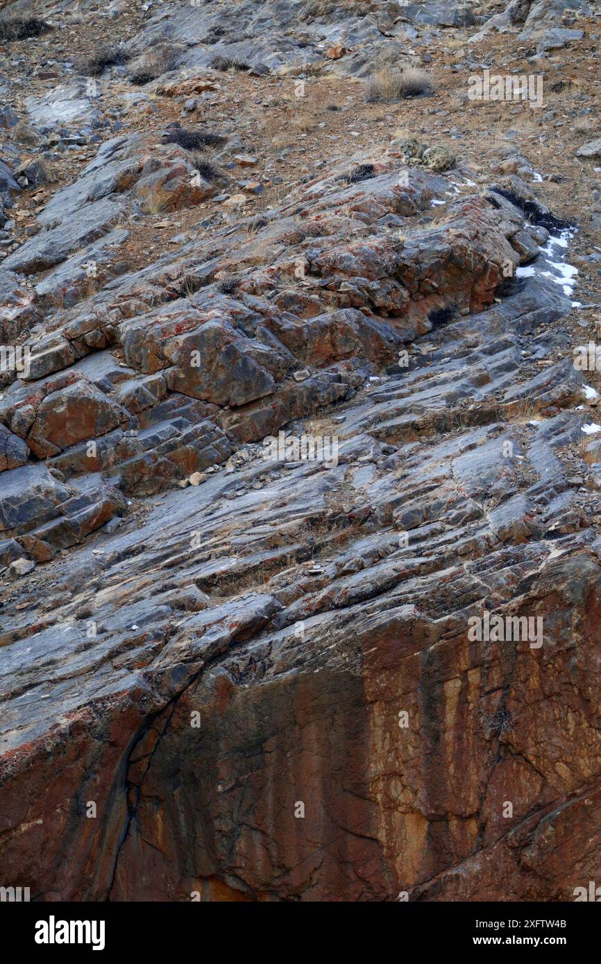 Snow leopard (Panthera uncia) male resting on rocks at 4000 m at dusk ...