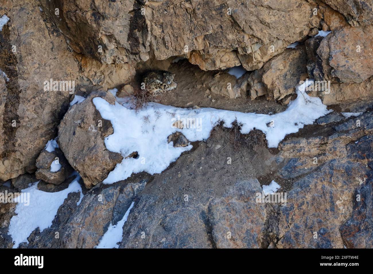 Snow leopard (Panthera uncia) male at dusk resting on a cliff cave in ...