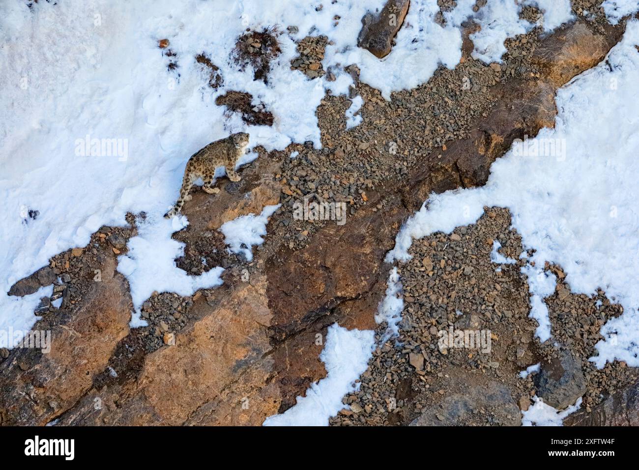 Snow leopard (Panthera uncia) male walking on a cliff ledge at dusk in ...