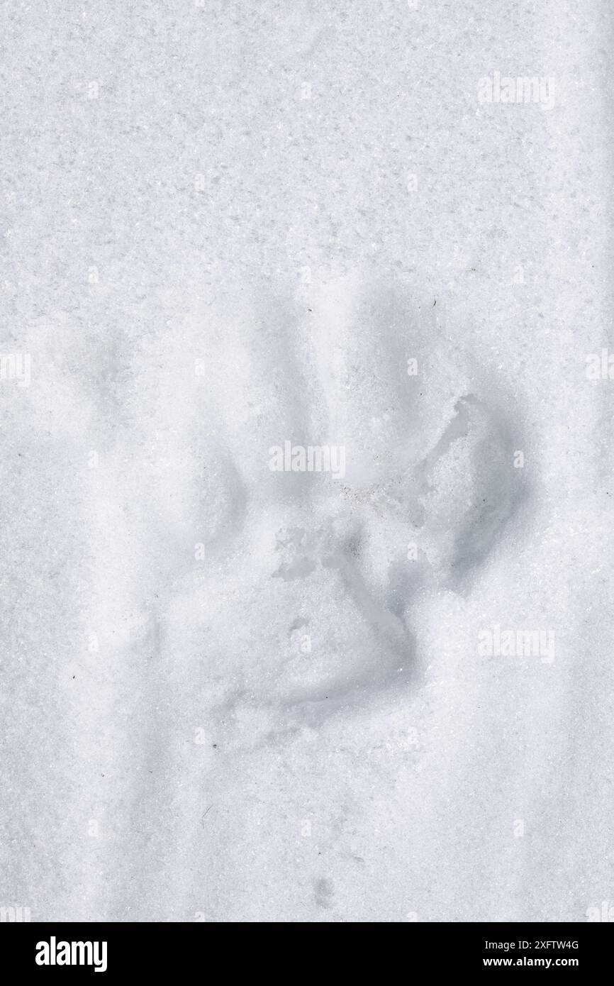Footprint of Snow leopard (Panthera uncia) in snow, Spiti valley, Cold ...