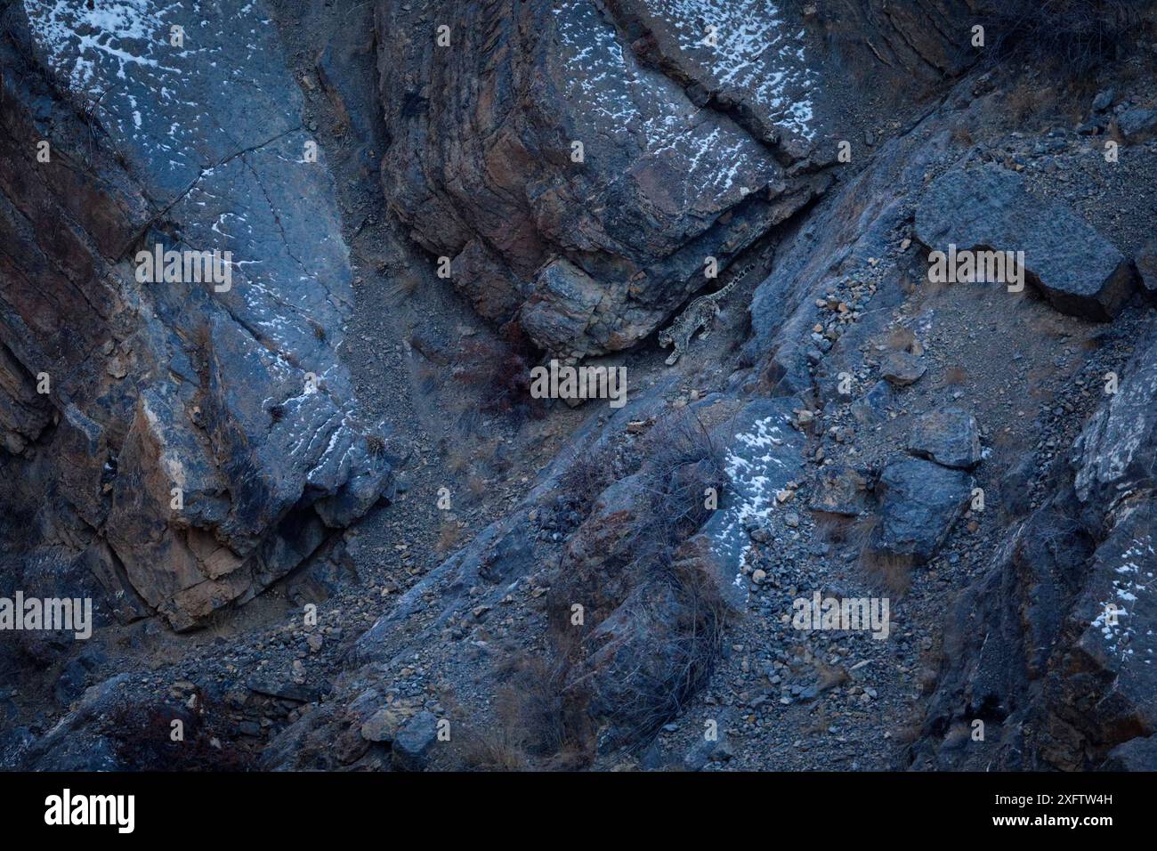 Snow leopard (Panthera uncia) male walking at dusk on a rocky slope at ...