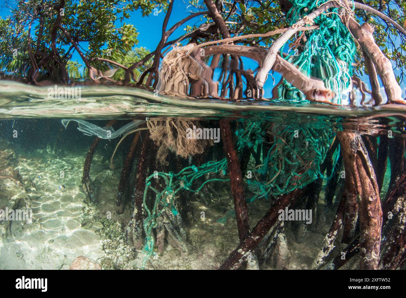 Lemon shark pups (Negaprion brevirostris) spend the first 5-8 years of ...