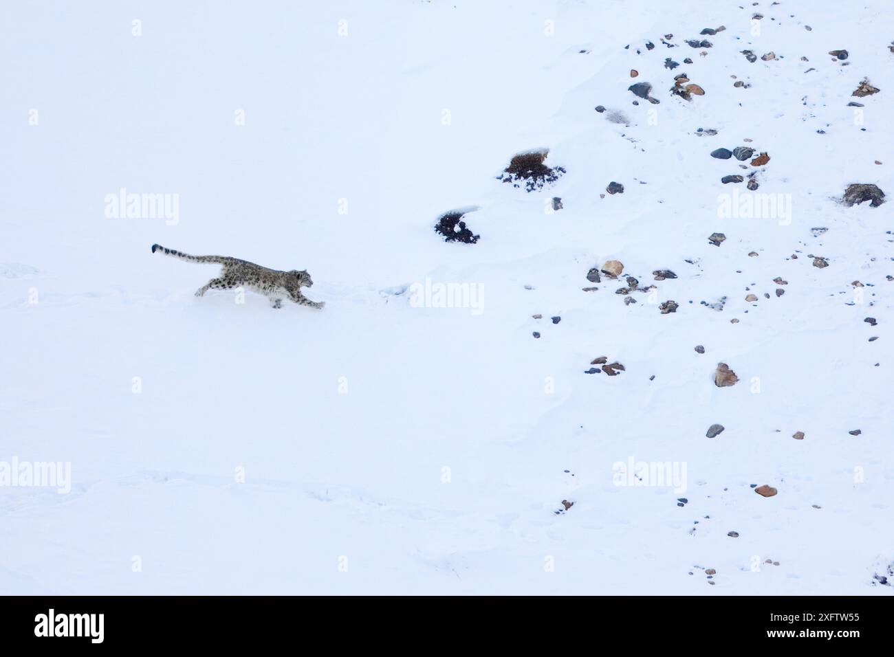 Snow leopard (Panthera uncia) male running hunting Himalayan ibex on ...