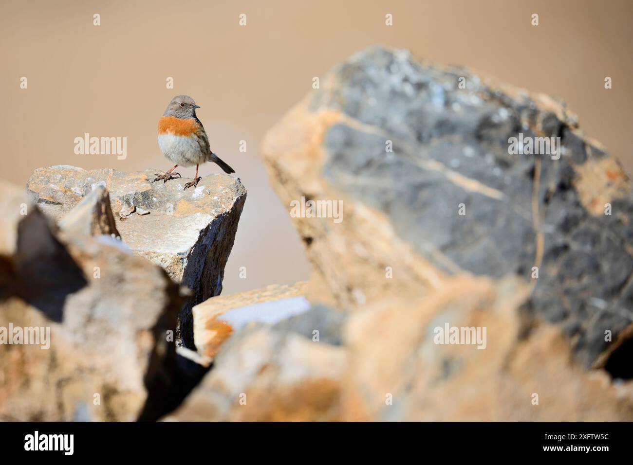 Robin Accentor (Prunella rubeculoides) in Spiti valley, Cold Desert ...
