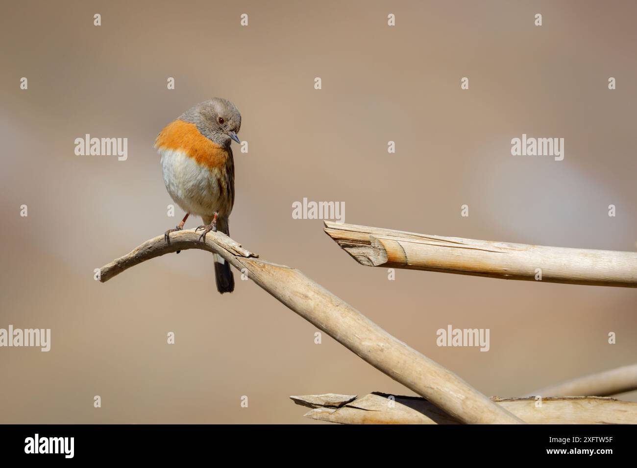 Robin accentor (Prunella rubeculoides) in Spiti valley, Cold Desert ...