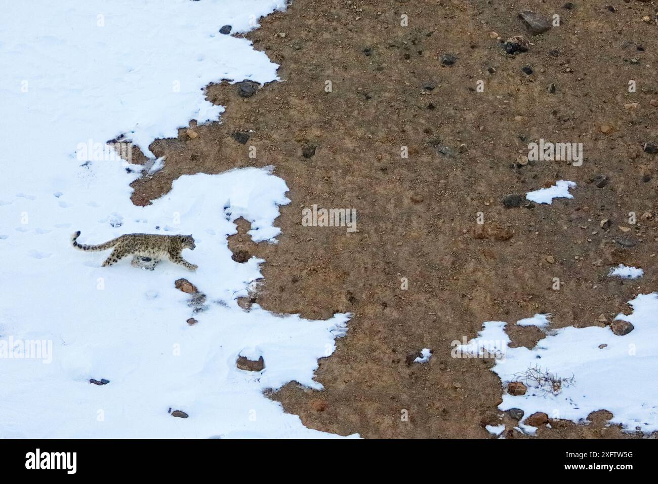 Snow leopard (Panthera uncia) male on the snow stalking a group of ...