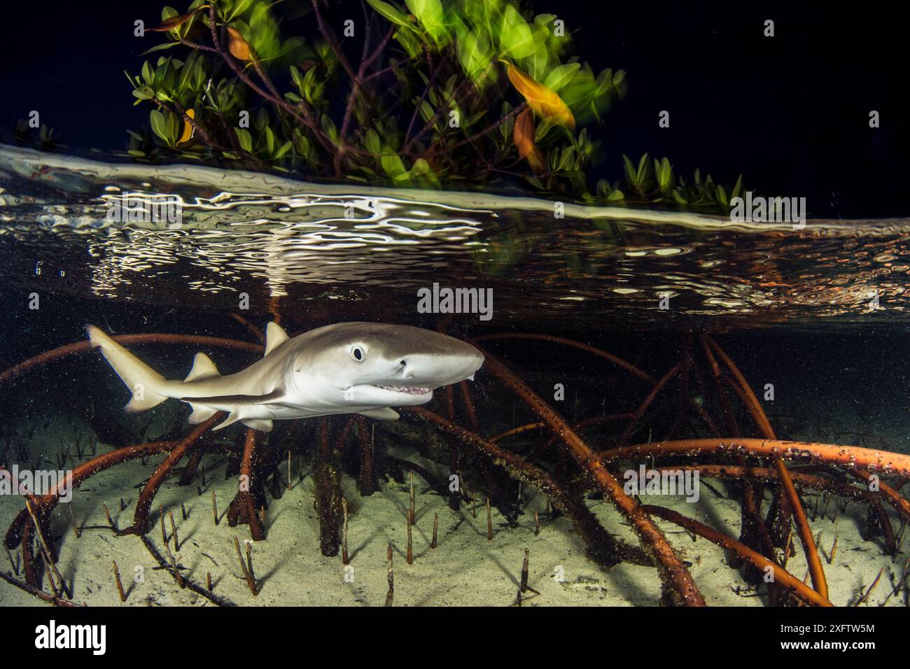 Lemon shark pup (Negaprion brevirostris) in mangrove forest which acts ...