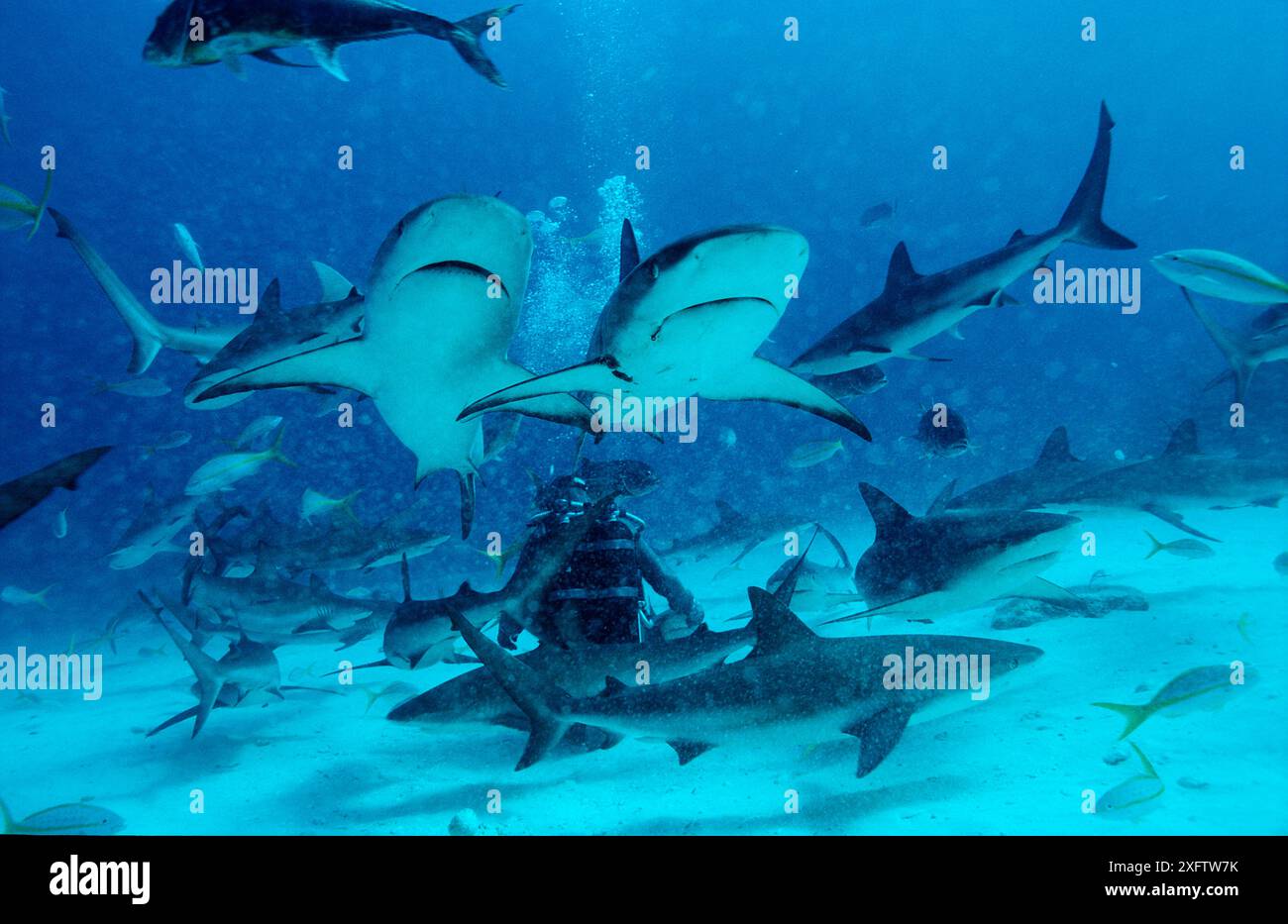 Caribbean reef shark, shark feeding, Carcharhinus perezi, Bahamas ...