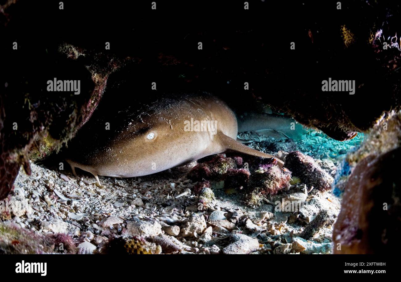 Nurse shark (Ginglymostoma cirratum) juvenile hiding under the reef ...